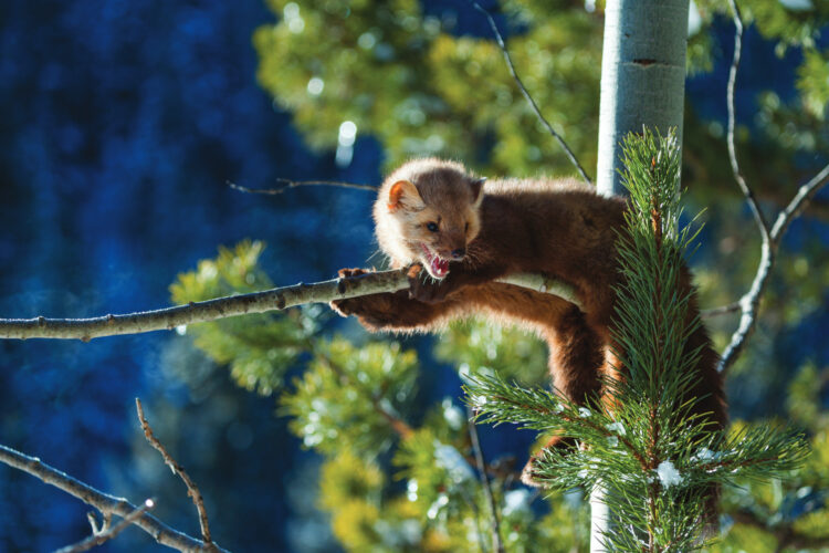 Mustelid List for North America - Grit